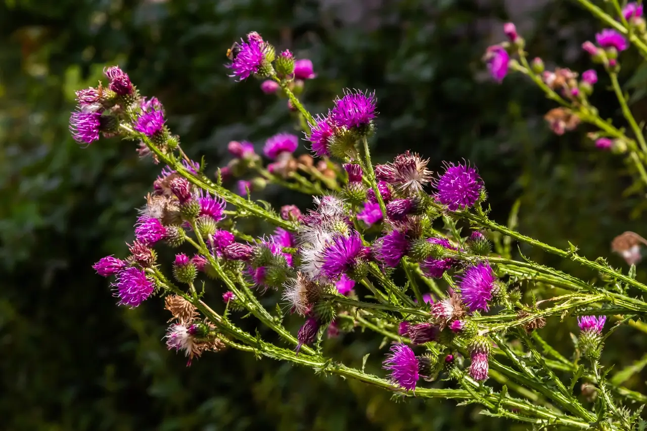 Demystifying Noxious Weeds: What Colorado Landowners Need to Know